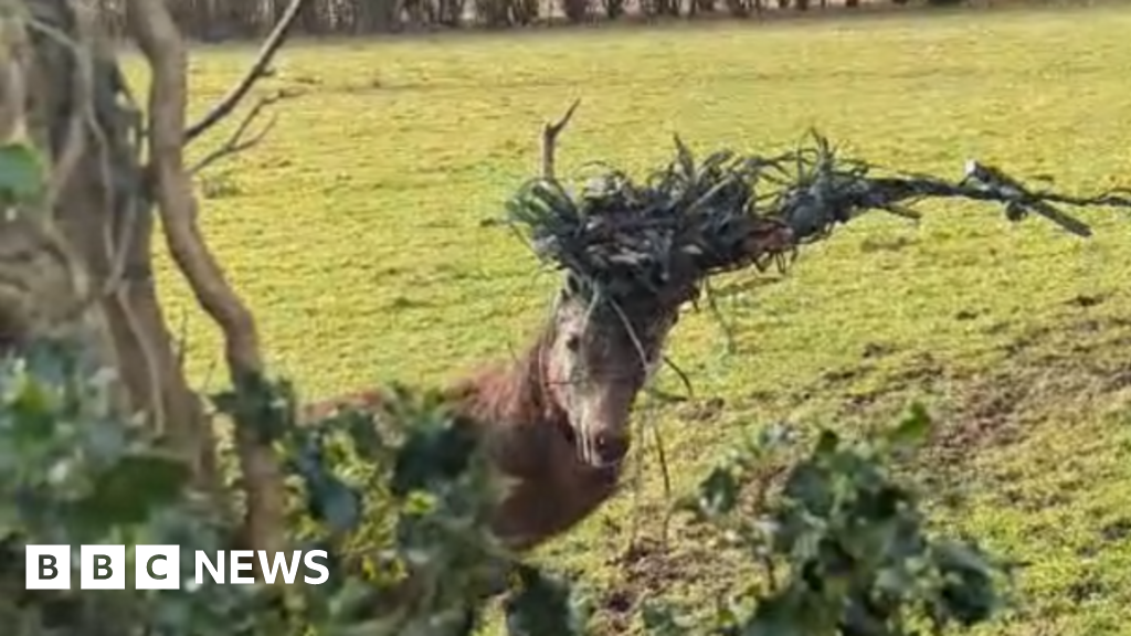 Large stag rescued from barbed wire in Norton Canes field
