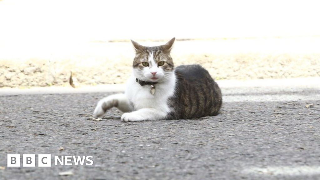 Larry the cat in a 'sorry situation', says MP Ann Clwyd - BBC News