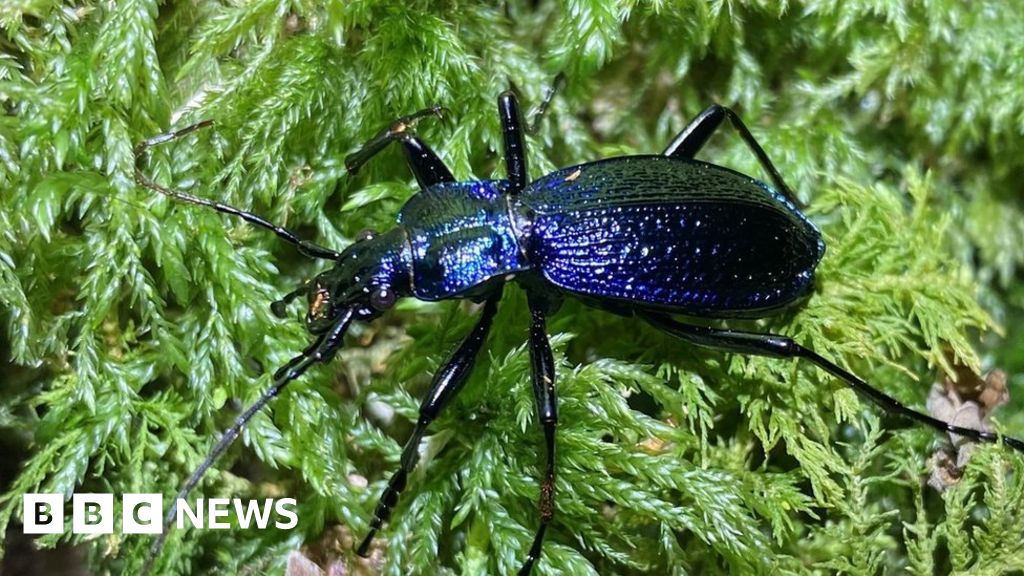 New populations of rare beetle found on Dartmoor