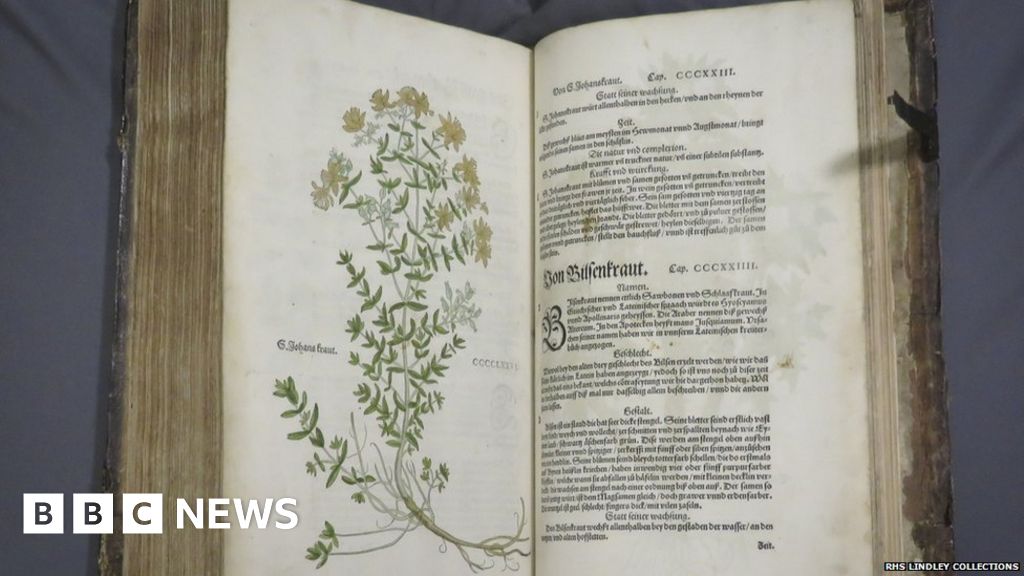 Herbal history: Five garden plants with a hidden past - BBC News