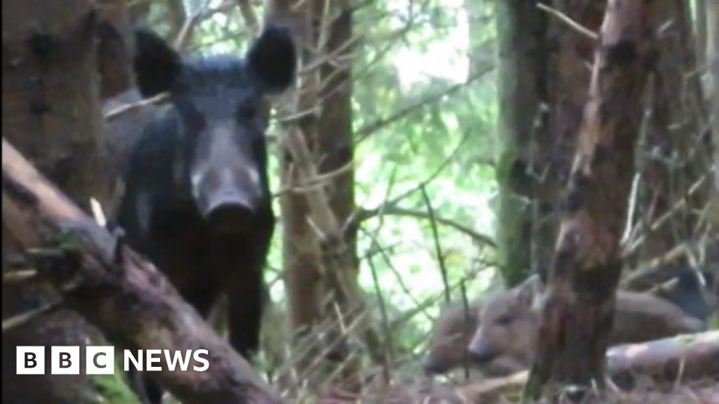 On the trail of the Great Glen's feral pigs - BBC News