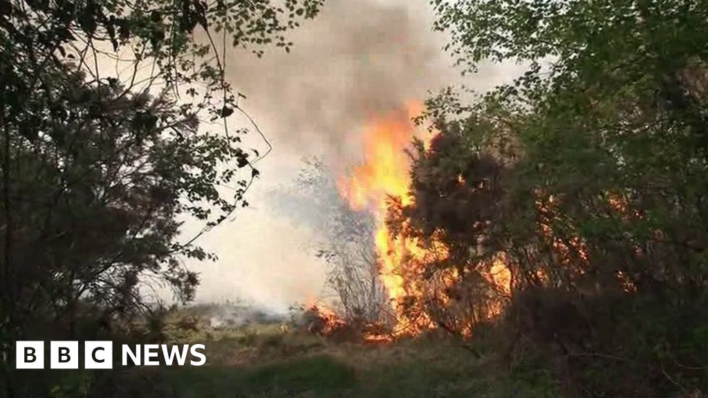 More than 200 deliberate gorse fires in 'tinderbox landscape' - BBC News