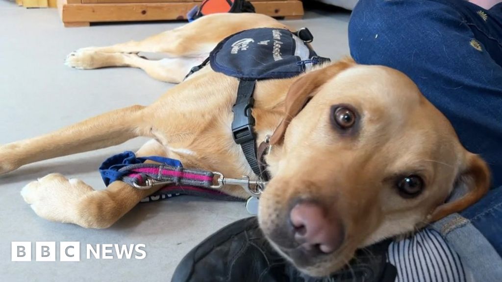 Dogs for Autism centre opens after DIY SOS-style revamp - BBC News