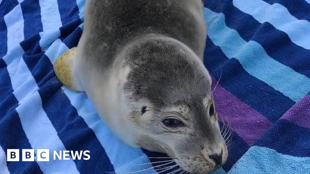 Norfolk seal pup dies after being 'picked up by woman'