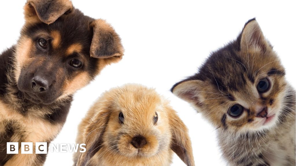 Quiz of the week's news - BBC News
