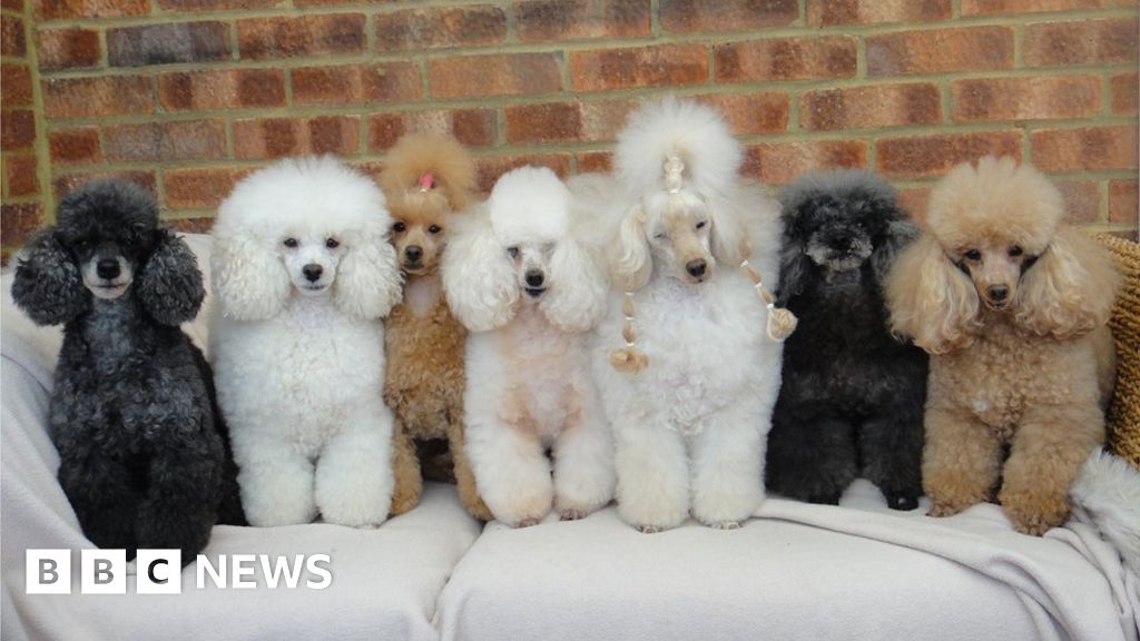 Dogs mirror other dogs' emotions: Your canine copycat pictures - BBC News