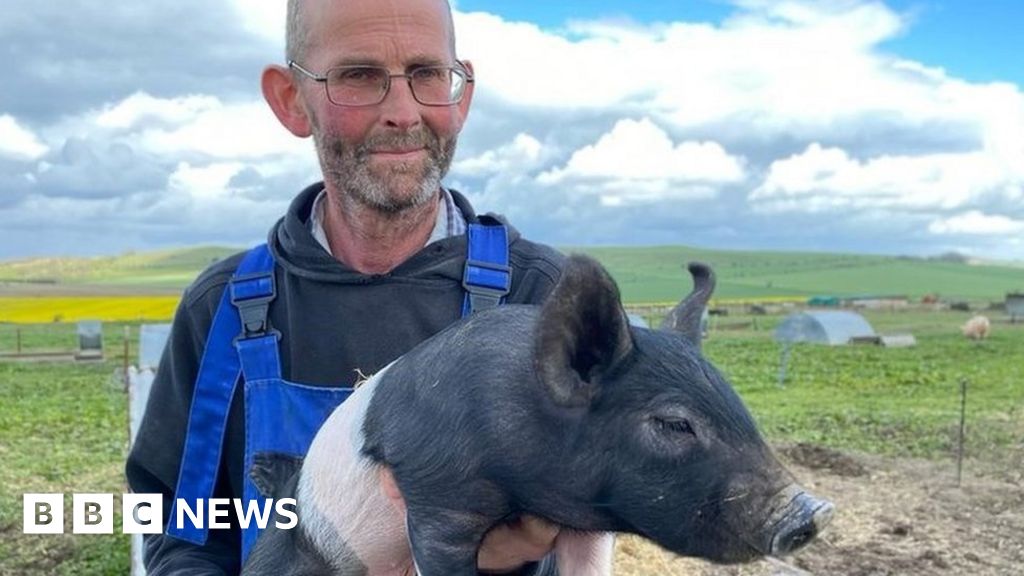 Pig farmers fear for future of industry as costs rise - BBC News