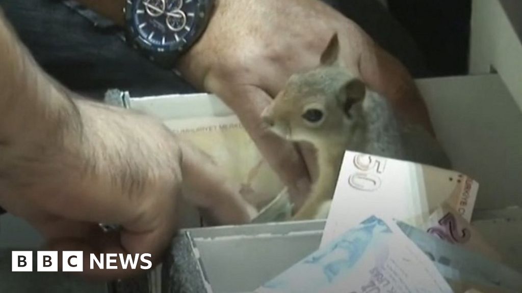 ICYMI: Squirrel security and an unusual pitch invader - BBC News