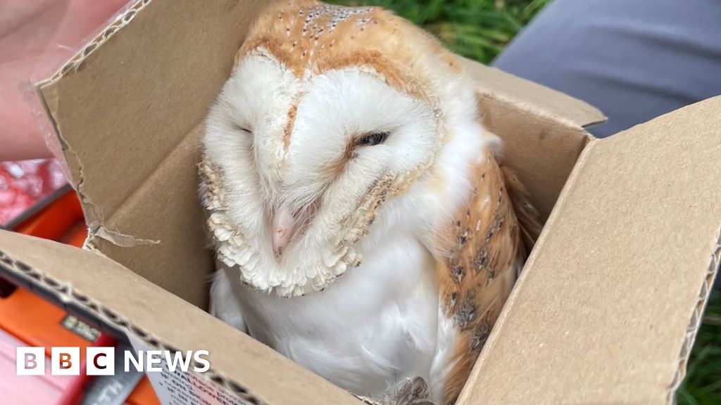 Late barn owl brood in County Down causes surprise and shock
