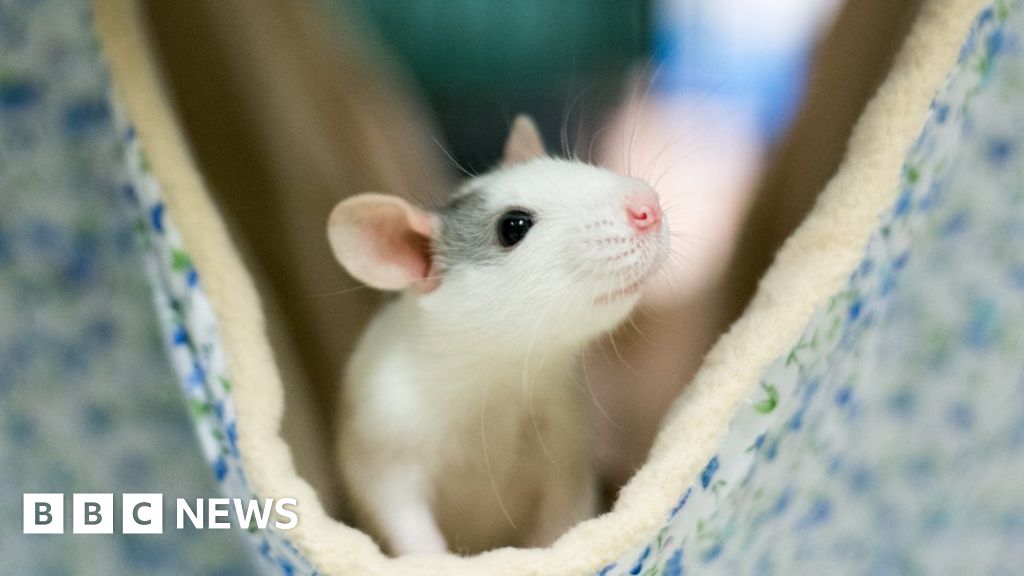 Rat pack rehomed by Godmanchester's Wood Green shelter - BBC News
