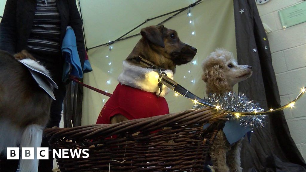 'Bark the herald angels sing': All-canine cast performs the Nativity ...