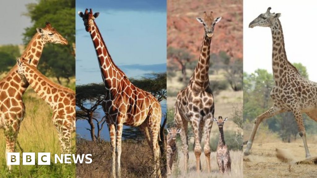 Giraffe DNA study identifies four distinct species - BBC News