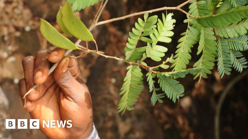 The secret life of plants: Ten new species found this year - BBC News