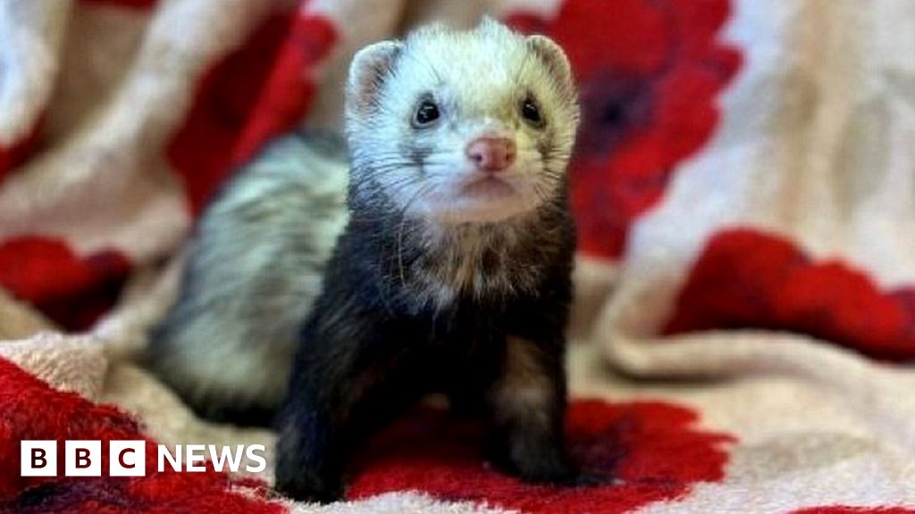Ferret influx sparks charity appeal for new owners