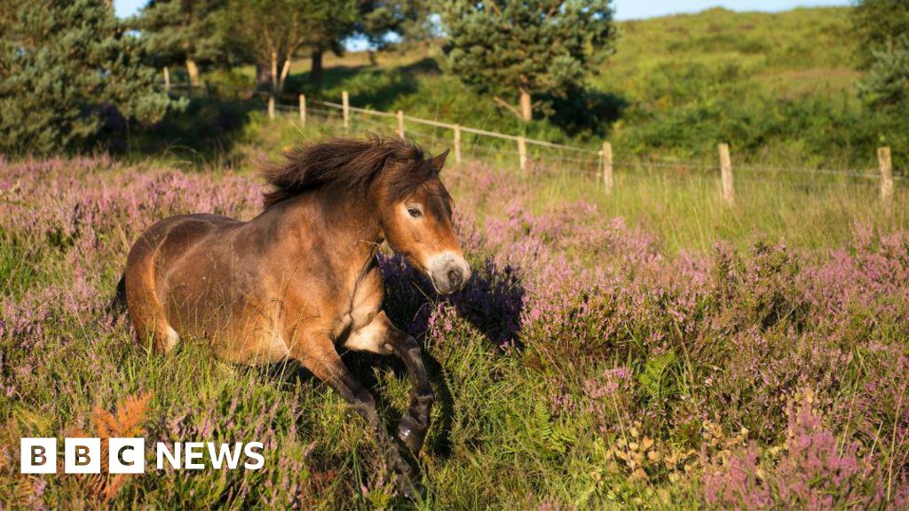 Surrey: Exmoor ponies reintroduced to countryside spots