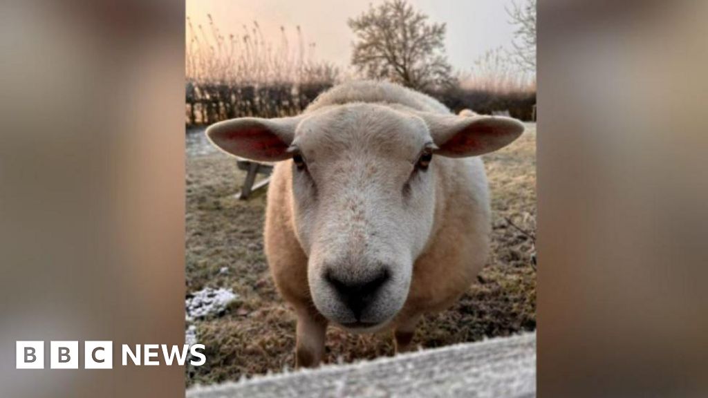 Northallerton family ‘devastated’ after rescue sheep stolen