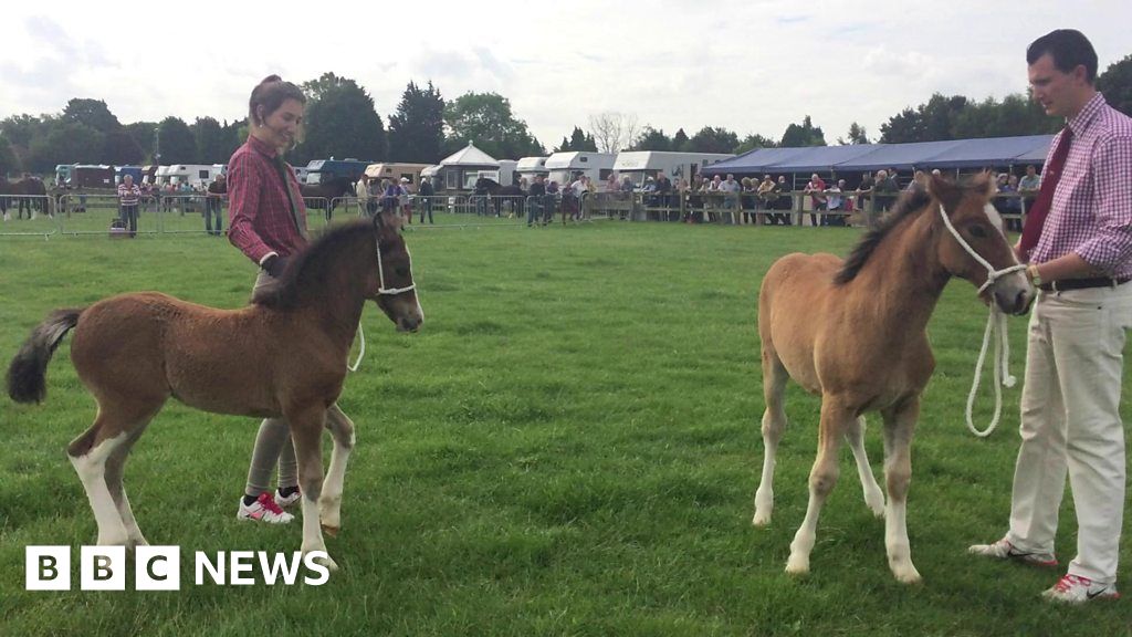 'Rare' Welsh cob foals win prize at Suffolk Show