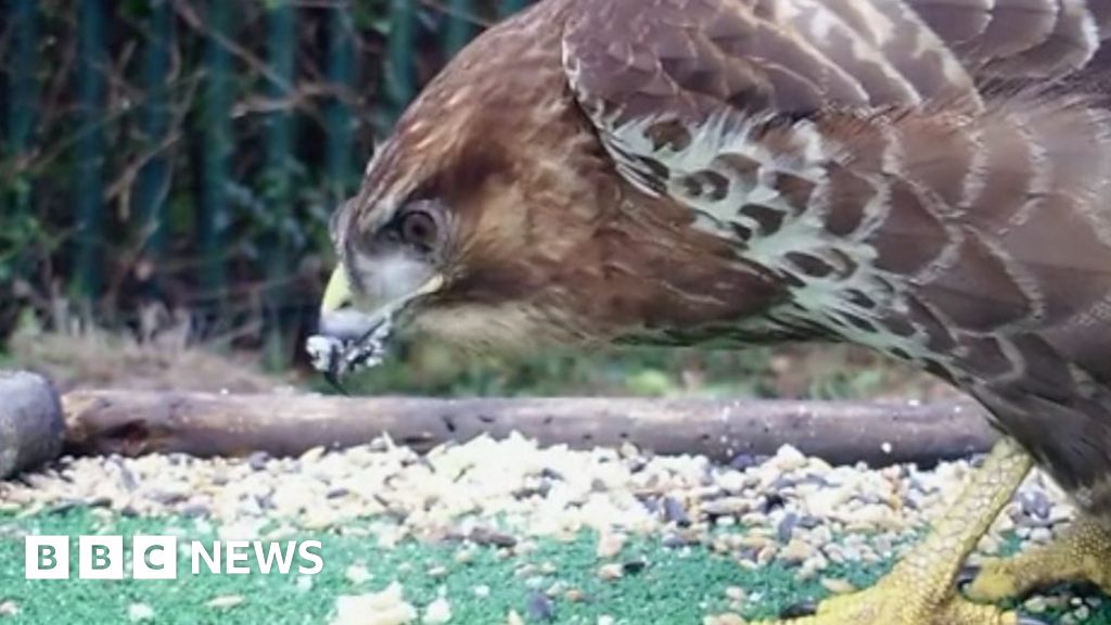 Nuneaton school camera captures Buzzard visit