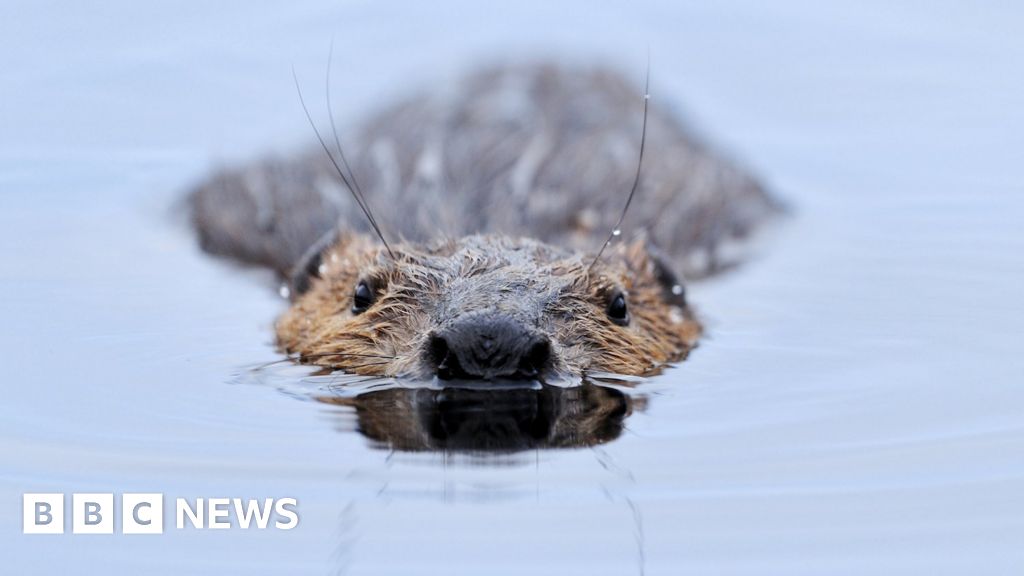 Bid to bring beavers to northwest Highlands - BBC News