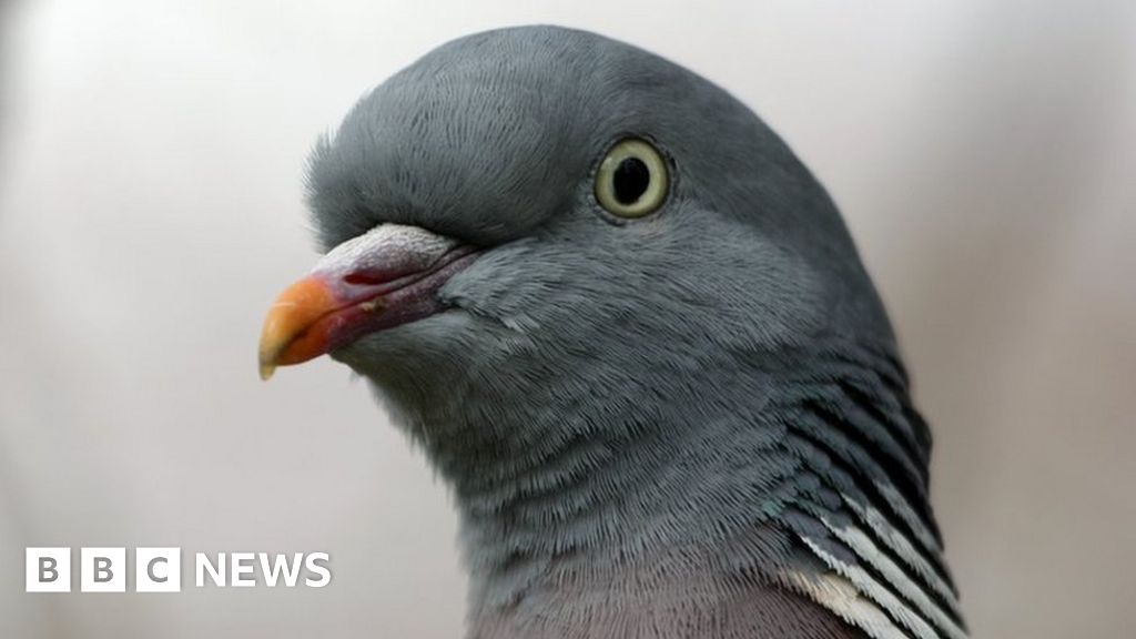 Norfolk: Live pigeon used to trap bird of prey in Hilborough wood