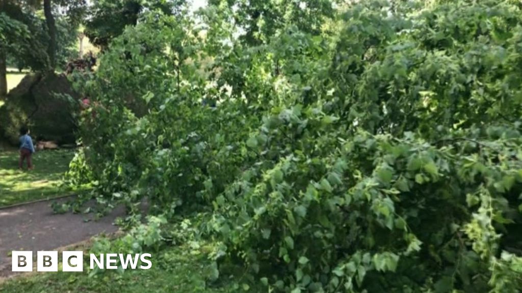 Strong winds in West Midlands bring down trees and cause disruption ...
