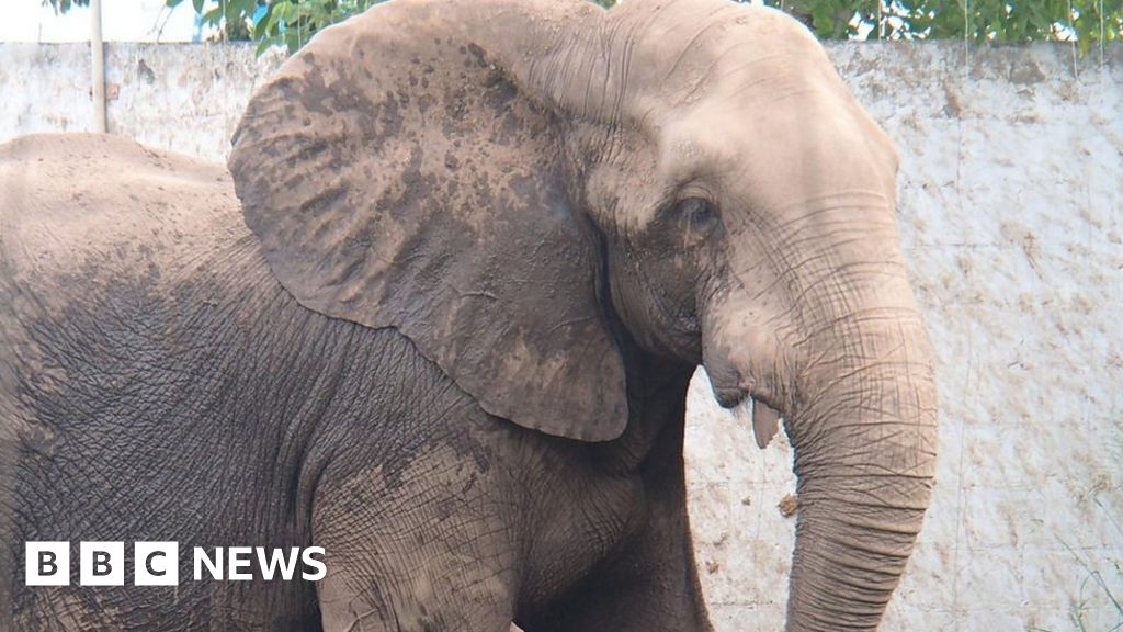 Colombia zoo gives trafficked elephant root canal surgery - BBC News