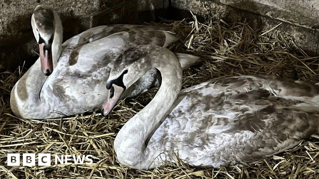 Second swan attacked by loose dog at Coalville lake