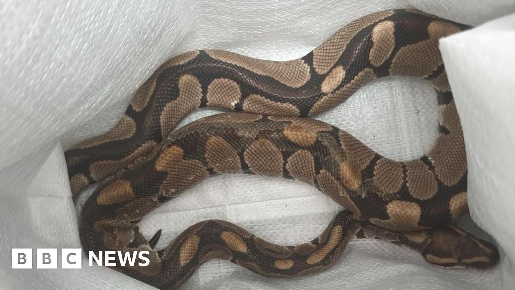 Swinefleet abandoned pythons 'dumped months earlier' - BBC News