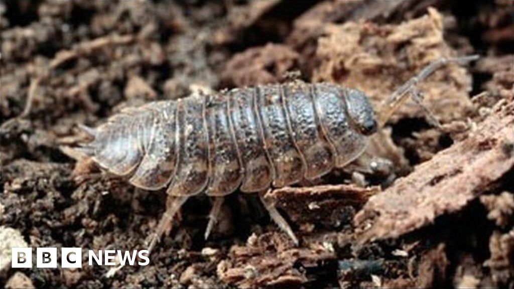 Bugs given log homes at Edinburgh park - BBC News
