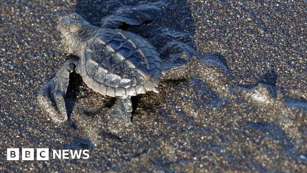 ICYMI: Saving baby turtles to underwater hockey