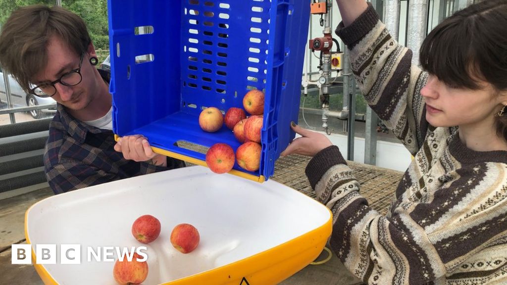 Bristol University to offer cider-making module - BBC News