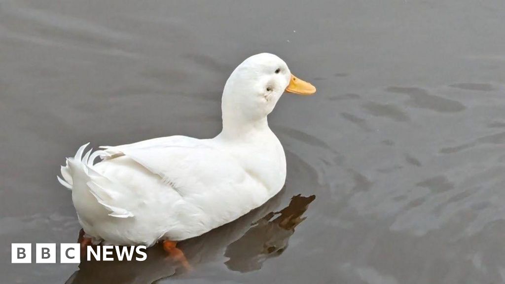 Duck shot in head in Hanley park in 'horrifying attack'