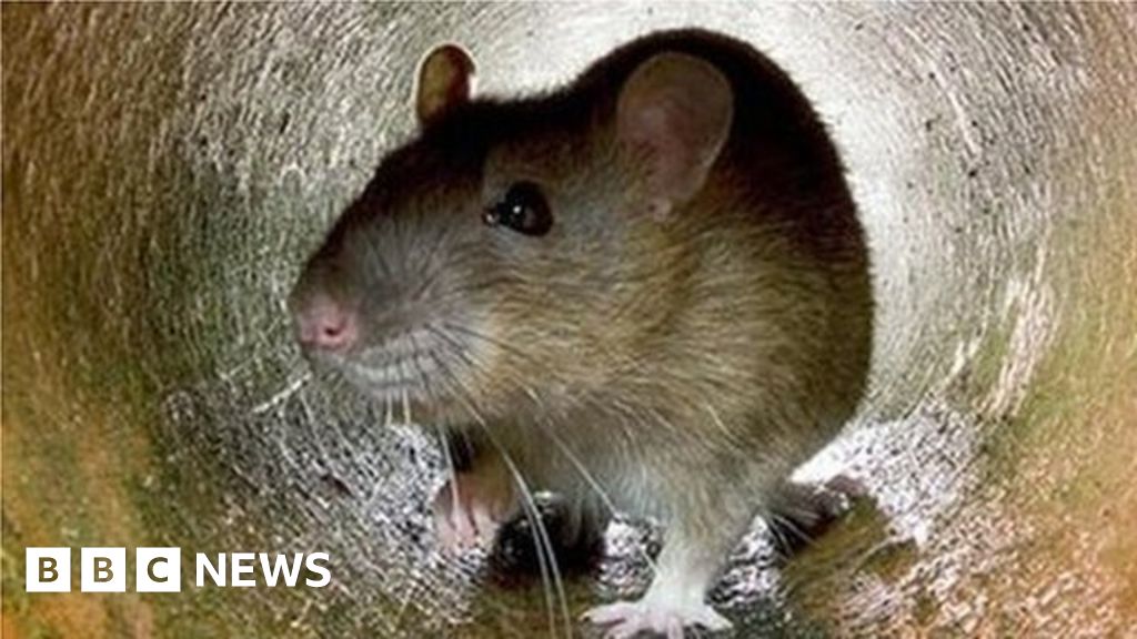 Two of Isles of Scilly declared 'rat free' - BBC News