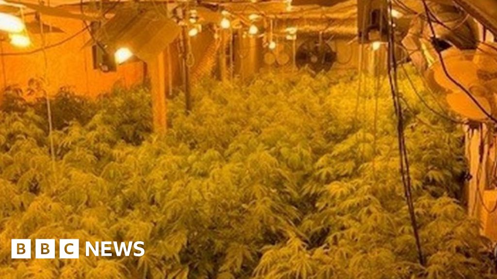 Spalding: Three arrested after 1,200 cannabis plants found in raid ...