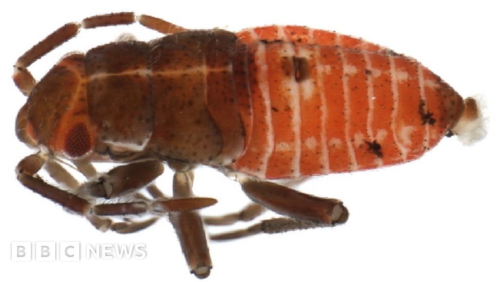 Insect officially recorded for first time in Scotland - BBC News