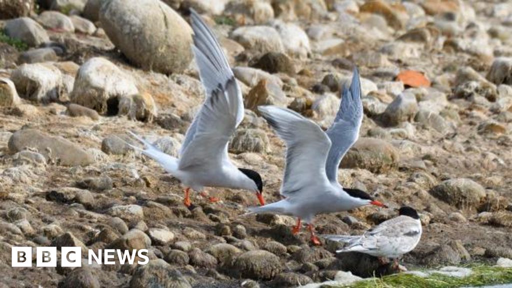 Breeding boost for under-threat Lancashire seabird colony - BBC News