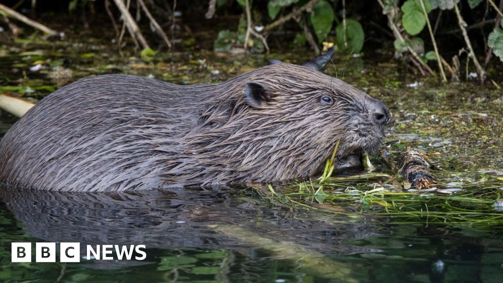 Kent hosts hundreds of wild beavers, survey finds - BBC News