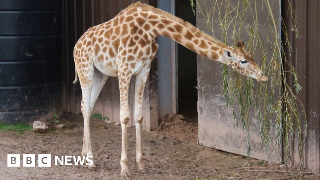 Safari Zoo Cumbria inspection planned after welfare worries raised ...