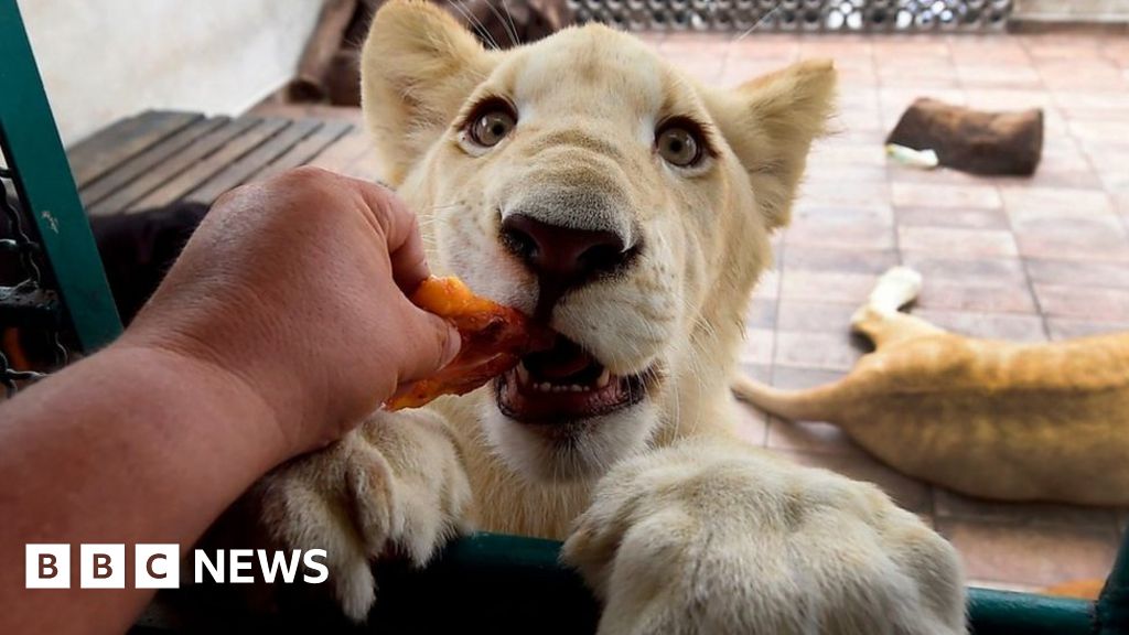 Rare white lions living on Mexico City rooftop terrace - BBC News
