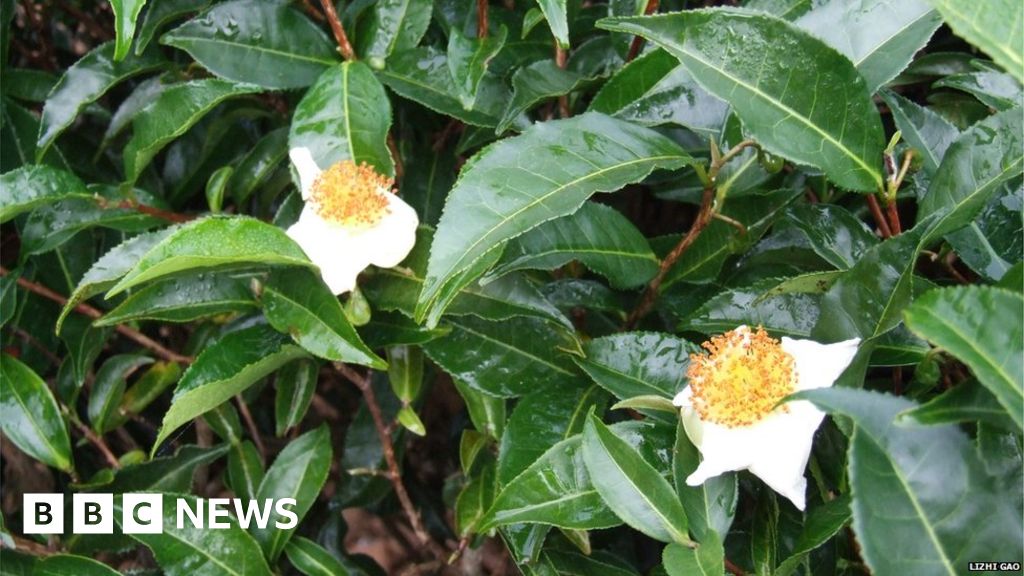 Secrets of tea plant revealed by science - BBC News