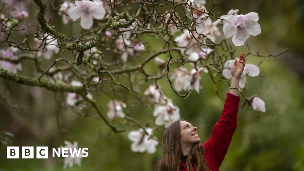 National Tree Week: Hundreds more trees to be planted in Cornwall - BBC ...