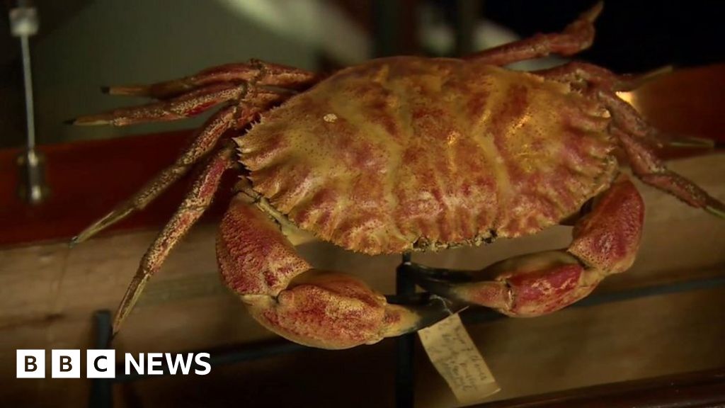 New Natural History Museum room honours Mary Anning - BBC News