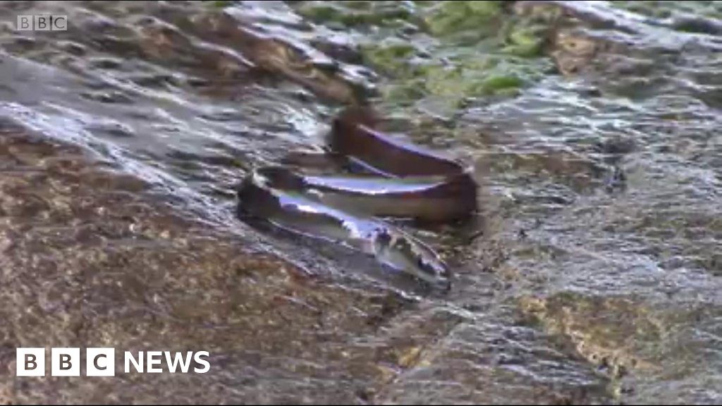 Eels wriggle up waterfall after 3,000-mile trip