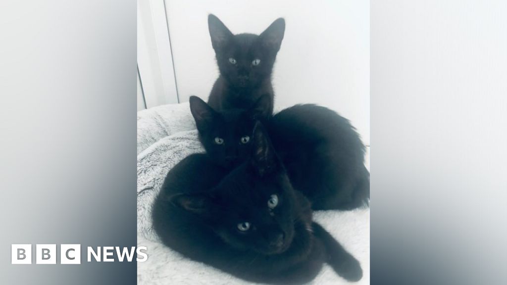 Kempsey RSPCA centre's unprecedented rise in rescue cats - BBC News