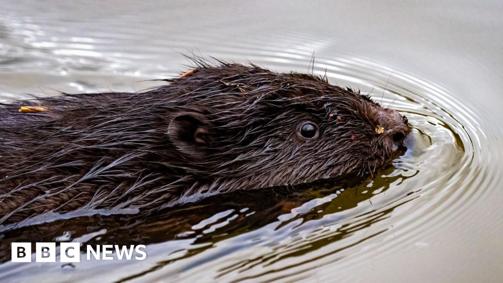 Suffolk's beavers back for the 'first time in 400 years' - BBC News