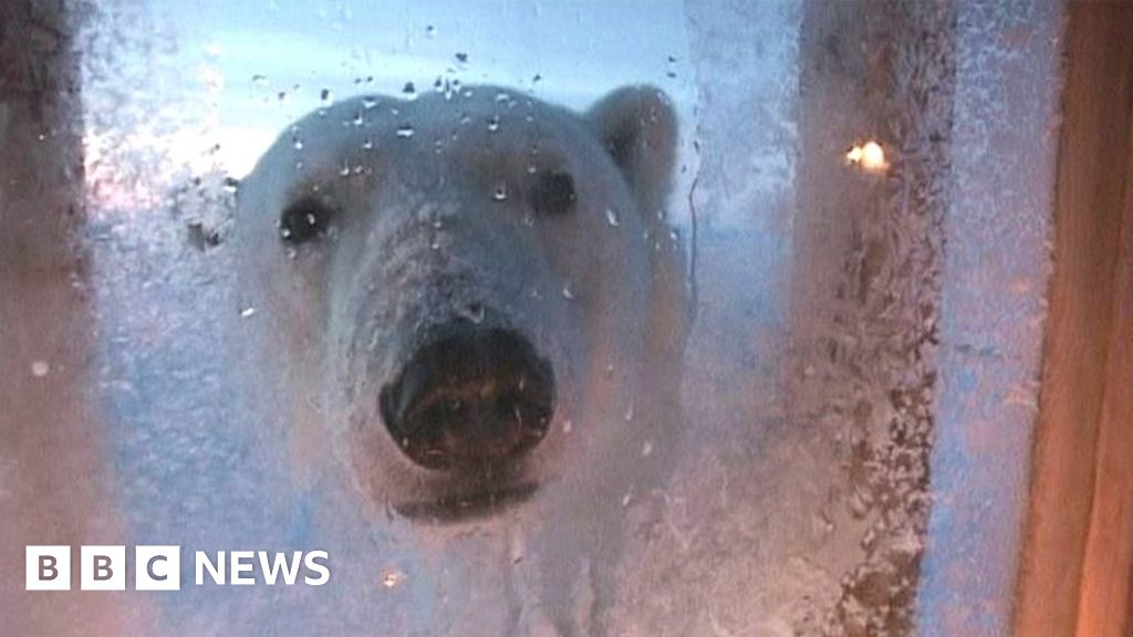 Doug Allan: A life capturing the natural world on camera