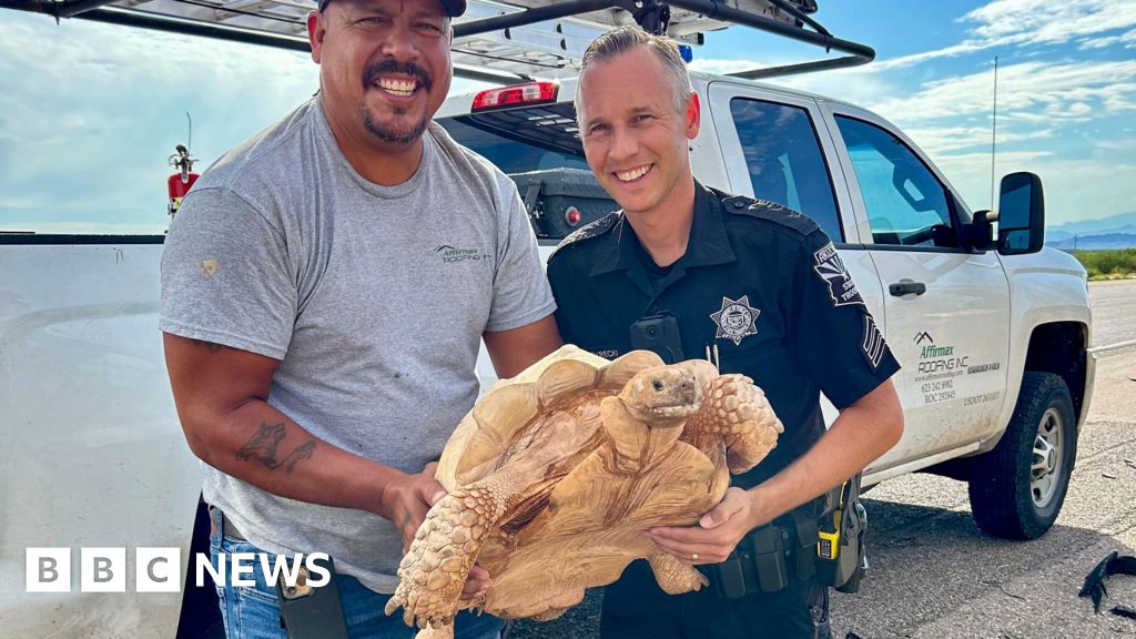 Escaped tortoise rescued on Arizona highway - BBC News