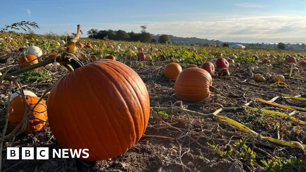 Halloween call to swap plastic decorations for real pumpkins - BBC News