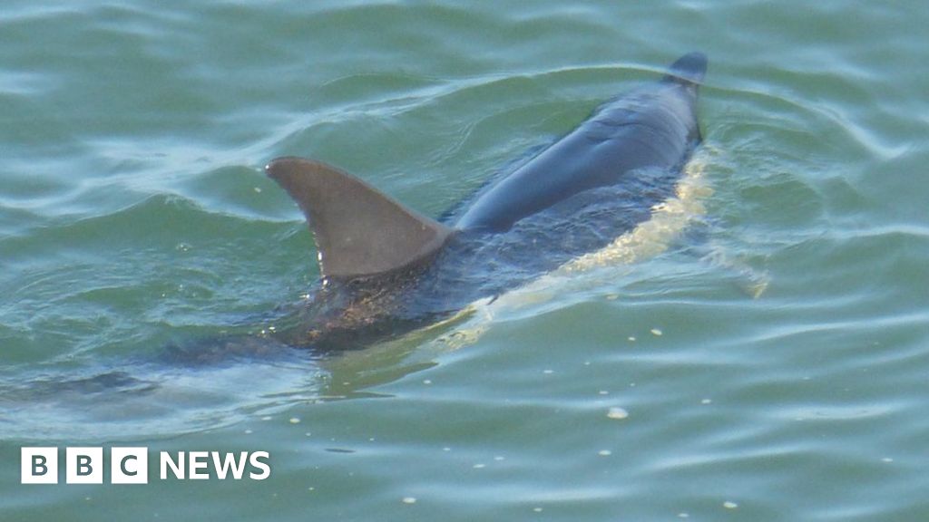Sheringham dolphin sighting 'one of only 10 since 1800s' - BBC News