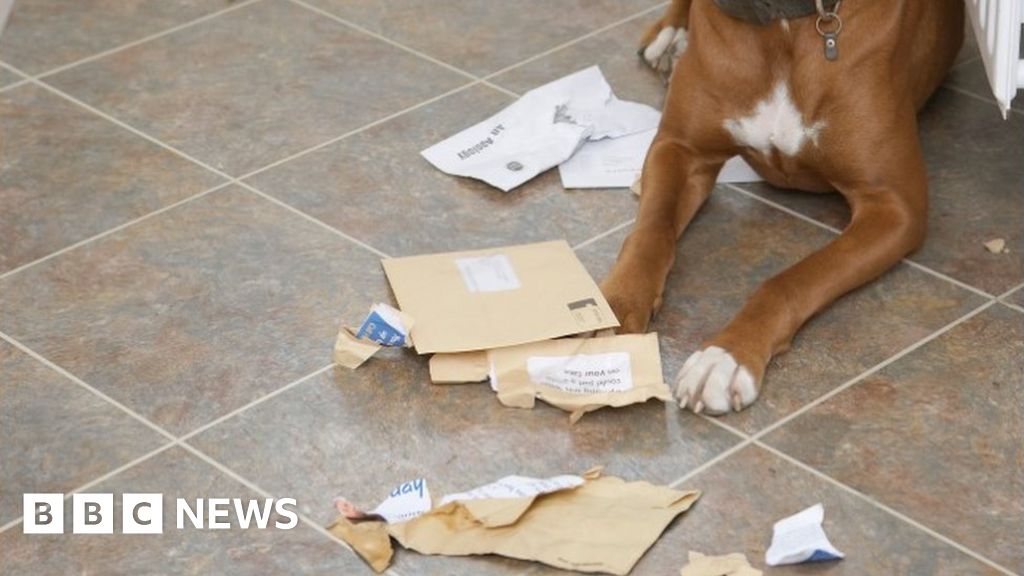 Dog attack-levels on Royal Mail workers 'unacceptable' - BBC News